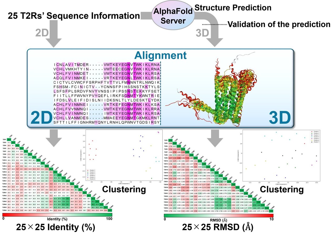 Scientists use AI to decode protein structures behind bitter taste detection