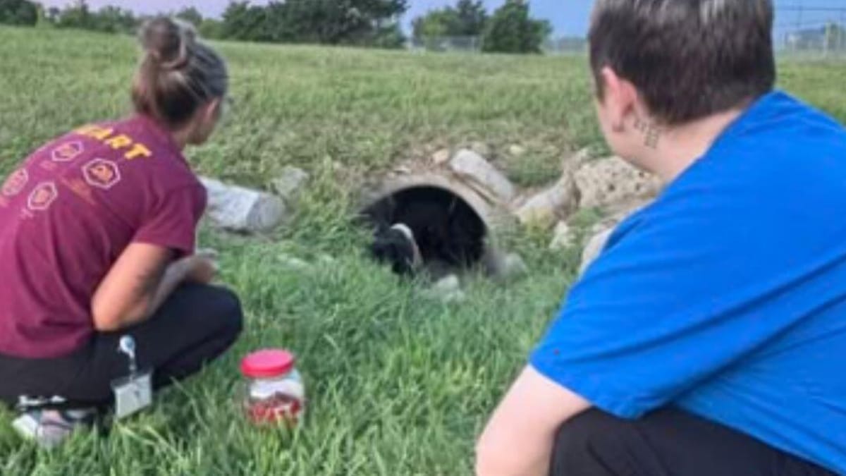 Rescuers trace strange sounds in field to shocking find in drain