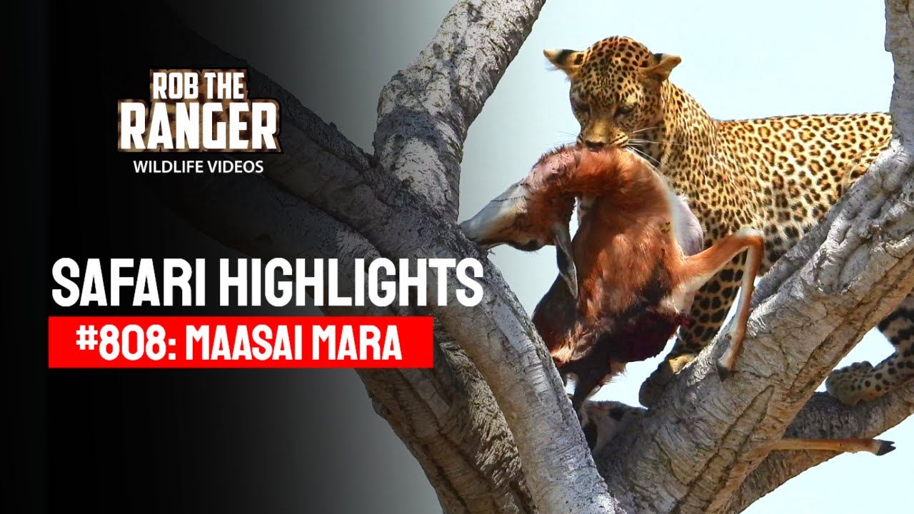 Safari Wildlife Recap