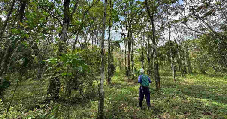 These are the best places to plant trees to help the environment, a new ...