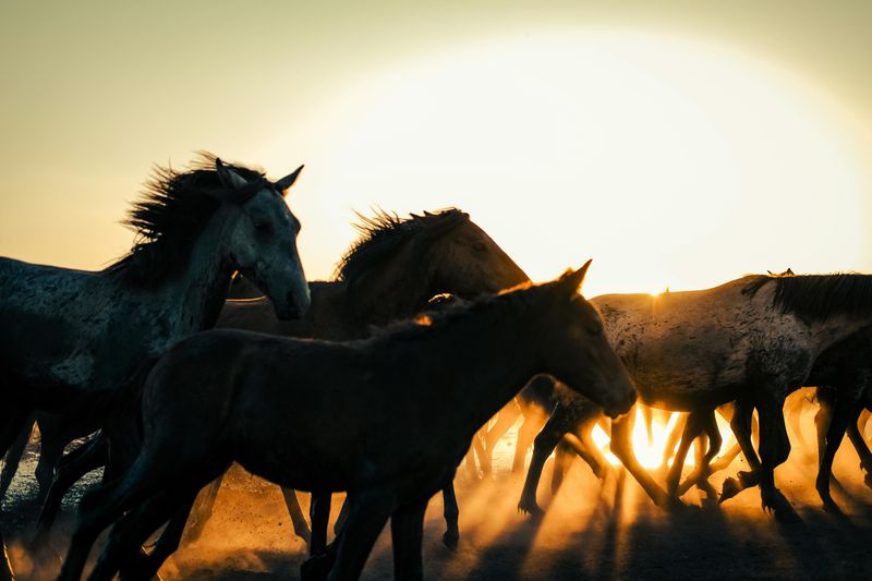 8 Fascinating Facts About Wild Mustangs