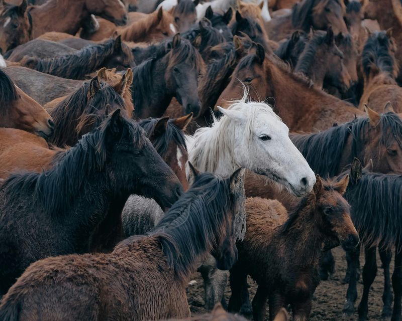 8 Fascinating Facts About Wild Mustangs
