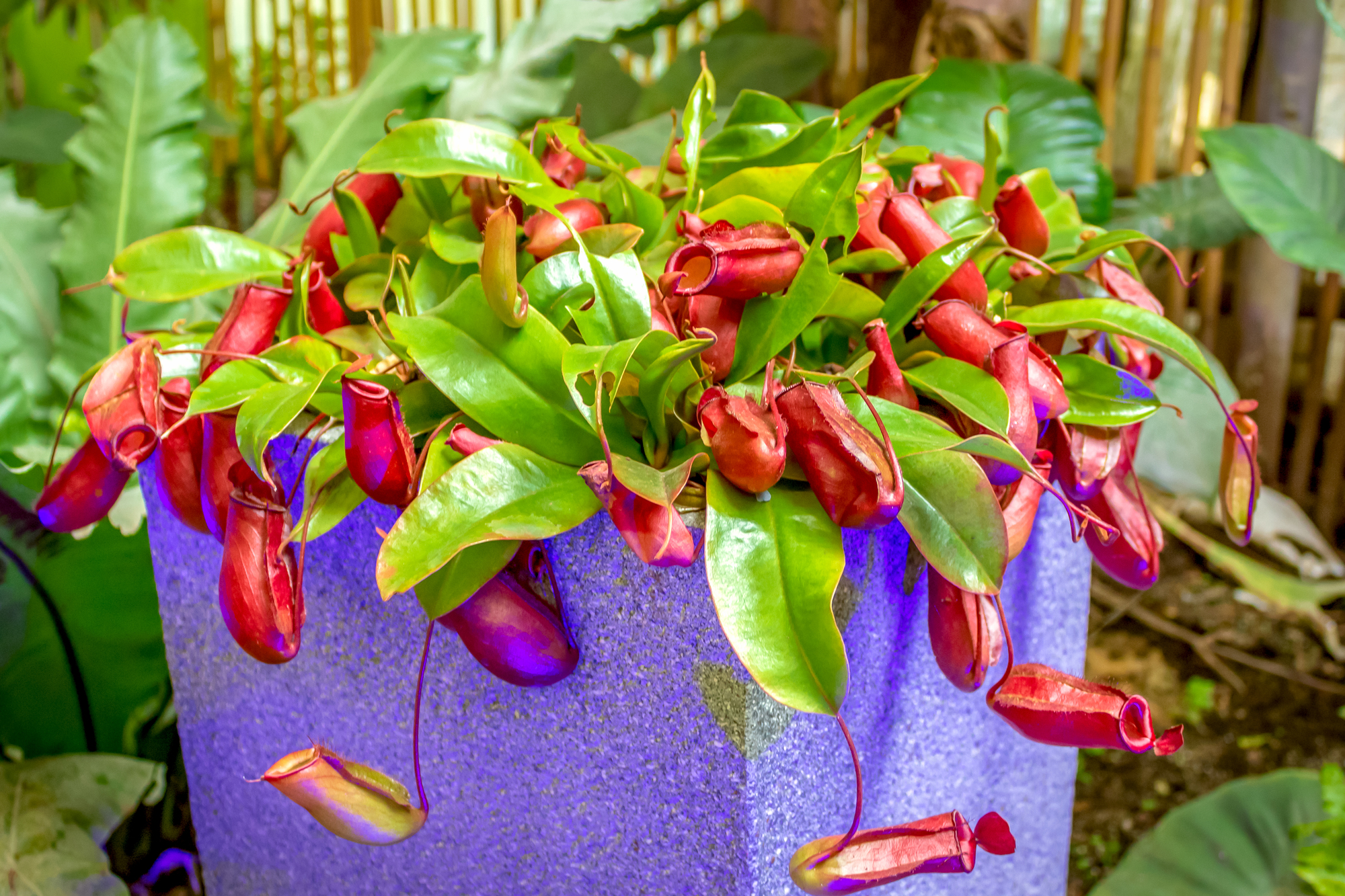 11 Rare Carnivorous Plants