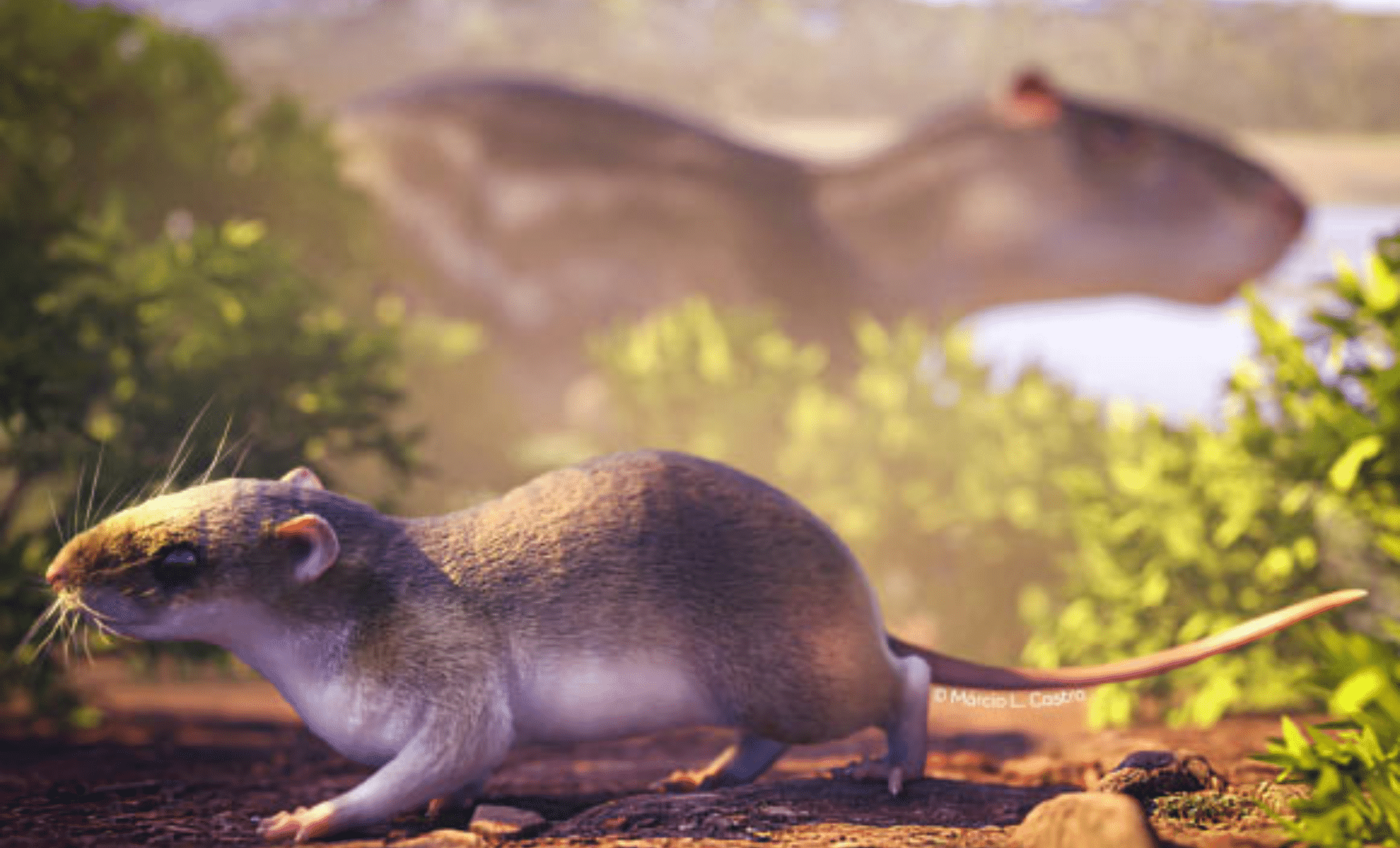 Researchers Discover Extinct Rodent Species That Lived in the Brazilian ...
