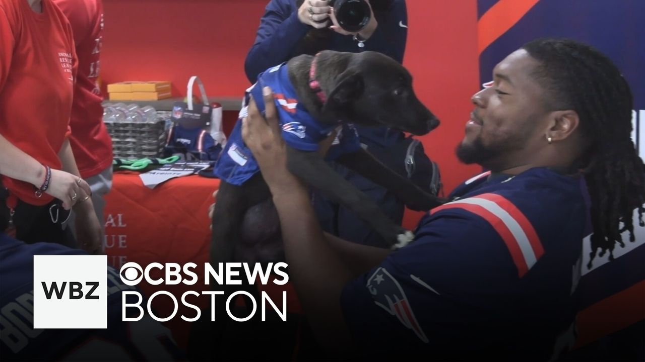 New England Patriots try their hands at dog training with adoptable puppies