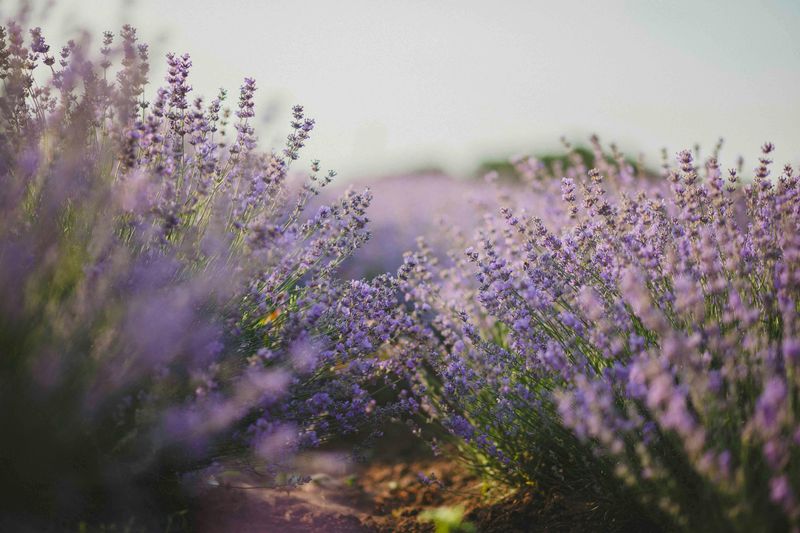 Scents That Horses Find Calming