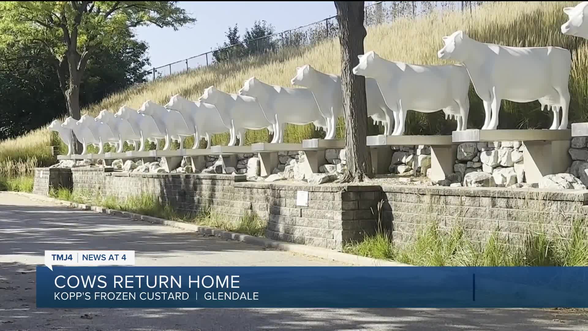 Kopp's cows return home