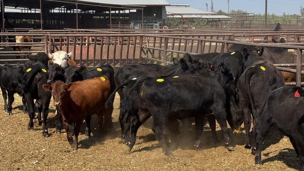 Round-Up For Rehab: Cattle auction supports Abilene rehab patients