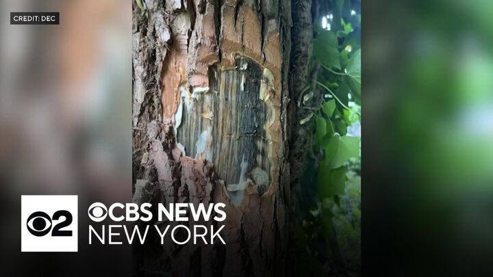 Destructive Redbay ambrosia beetle found for the first time on Long Island