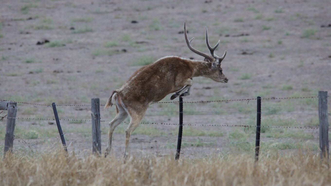 South Australia's feral deer culling program targets eradication amid ...