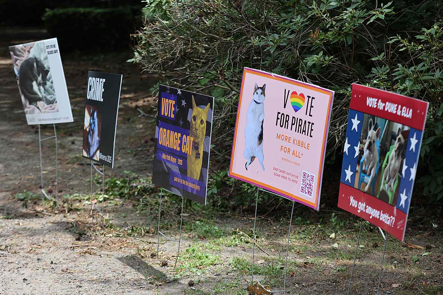 Viral Cat Mayoral Race in Mass. Elects a Winner from 70 Candidates ...