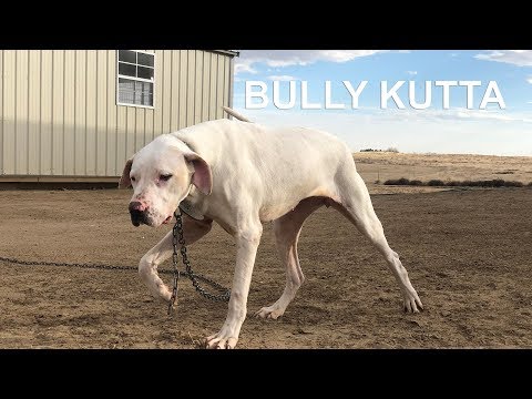 BULLY KUTTAS ARE COMING TO DOGUMENTARY TV