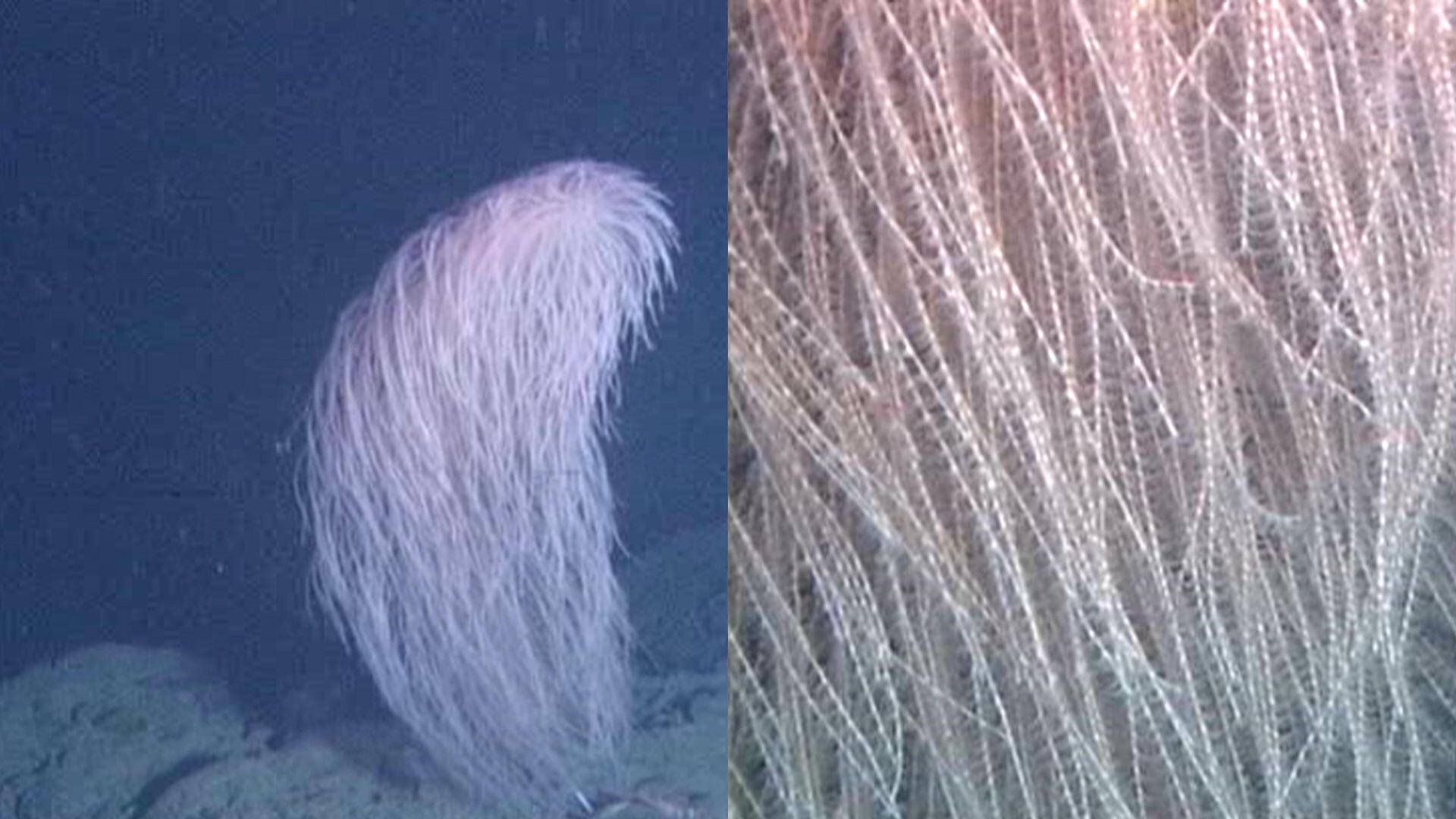 New deep-sea coral species discovered in waters off Hawaii named after ...