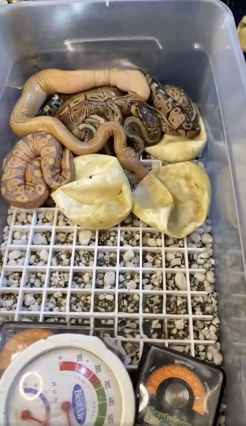 Snake breeding is like an emotional roller coaster ride!