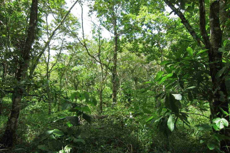 These are the best places to plant trees to help the environment, a new ...