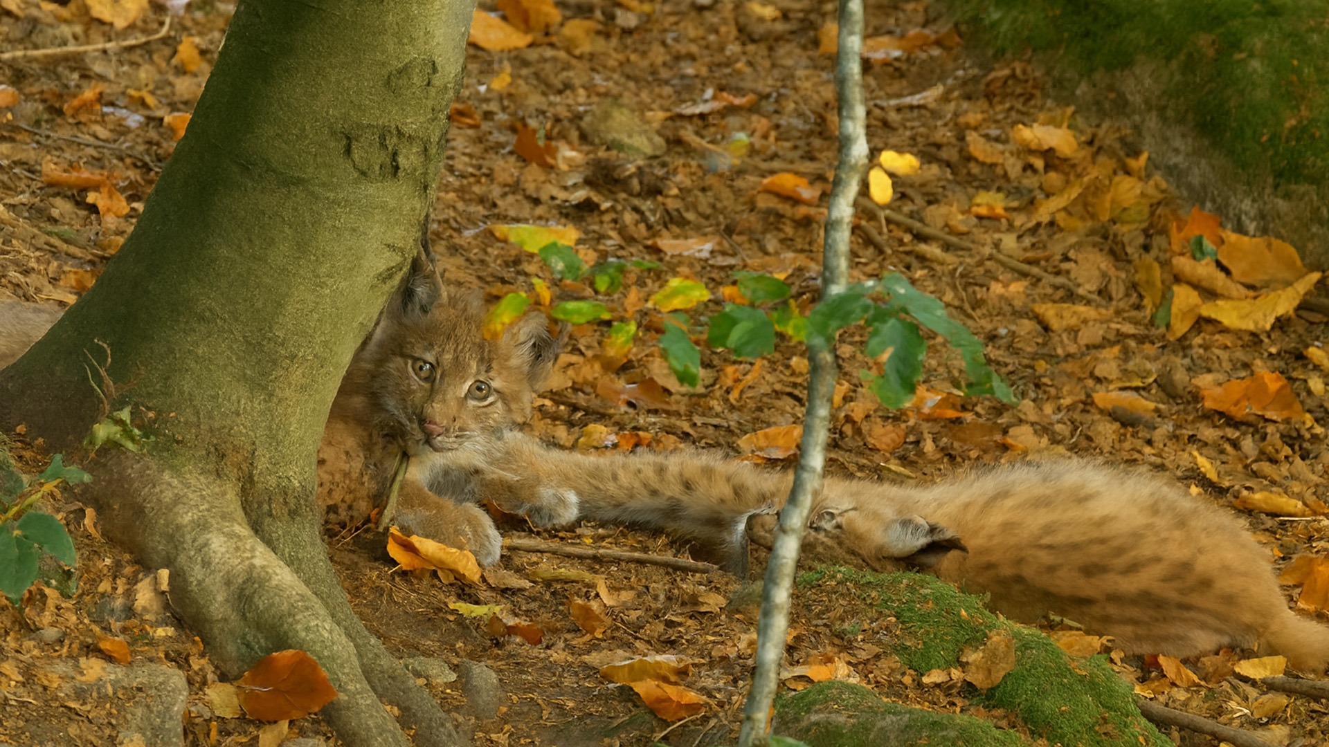 Encuentros Con Animales Salvajes En Su Hábitat Natural