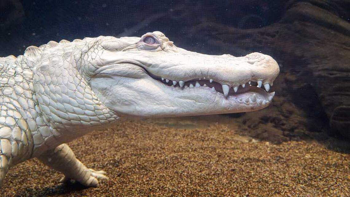 Claude the albino alligator turns 30 - with monthlong birthday bash in ...