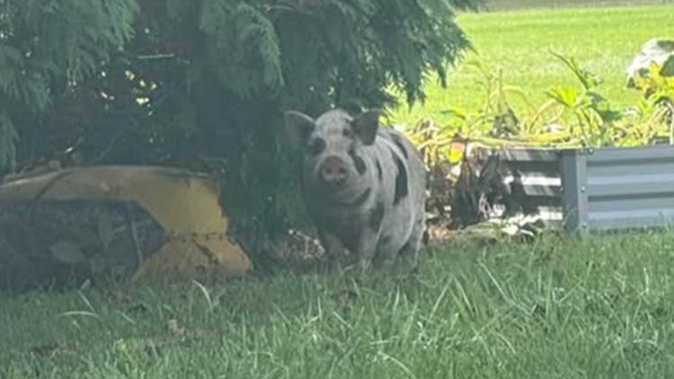 Lancaster County police trying to catch pig running loose near country club