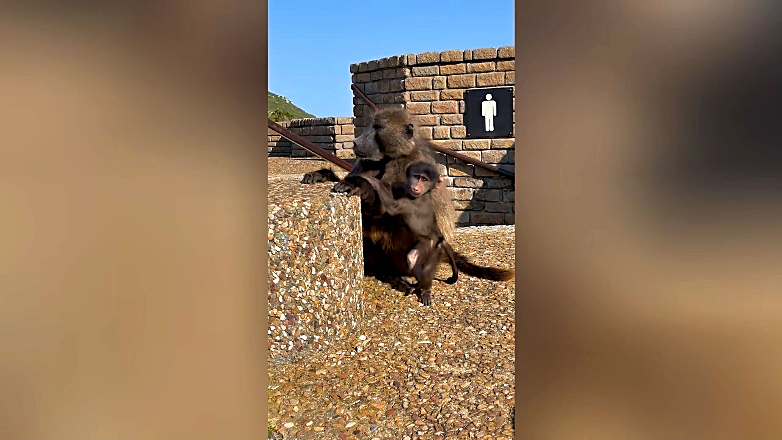 Monkey Close-Up Takes Care of Her Baby