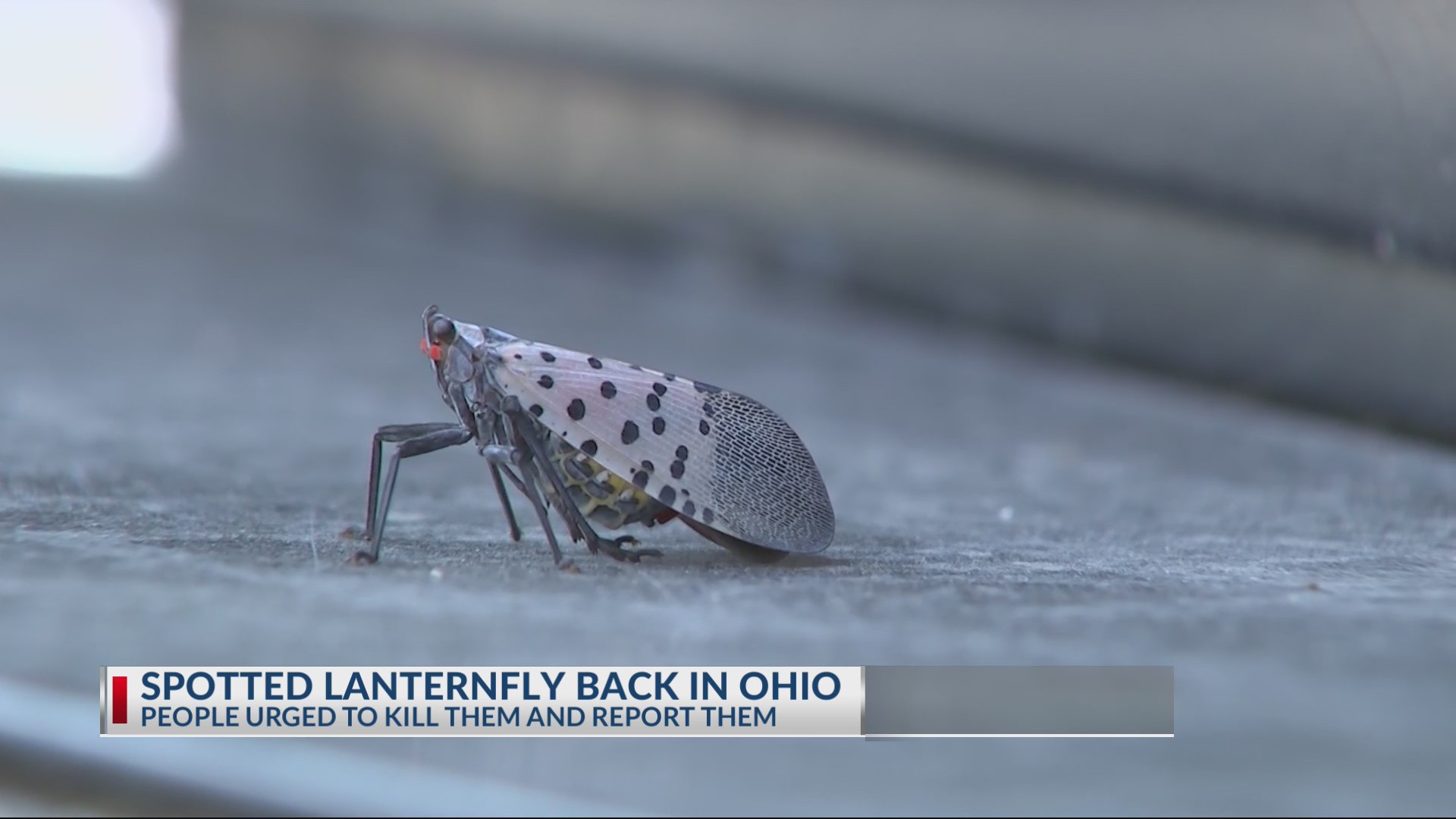 Invasive insects return to central Ohio | What to do about the spotted ...