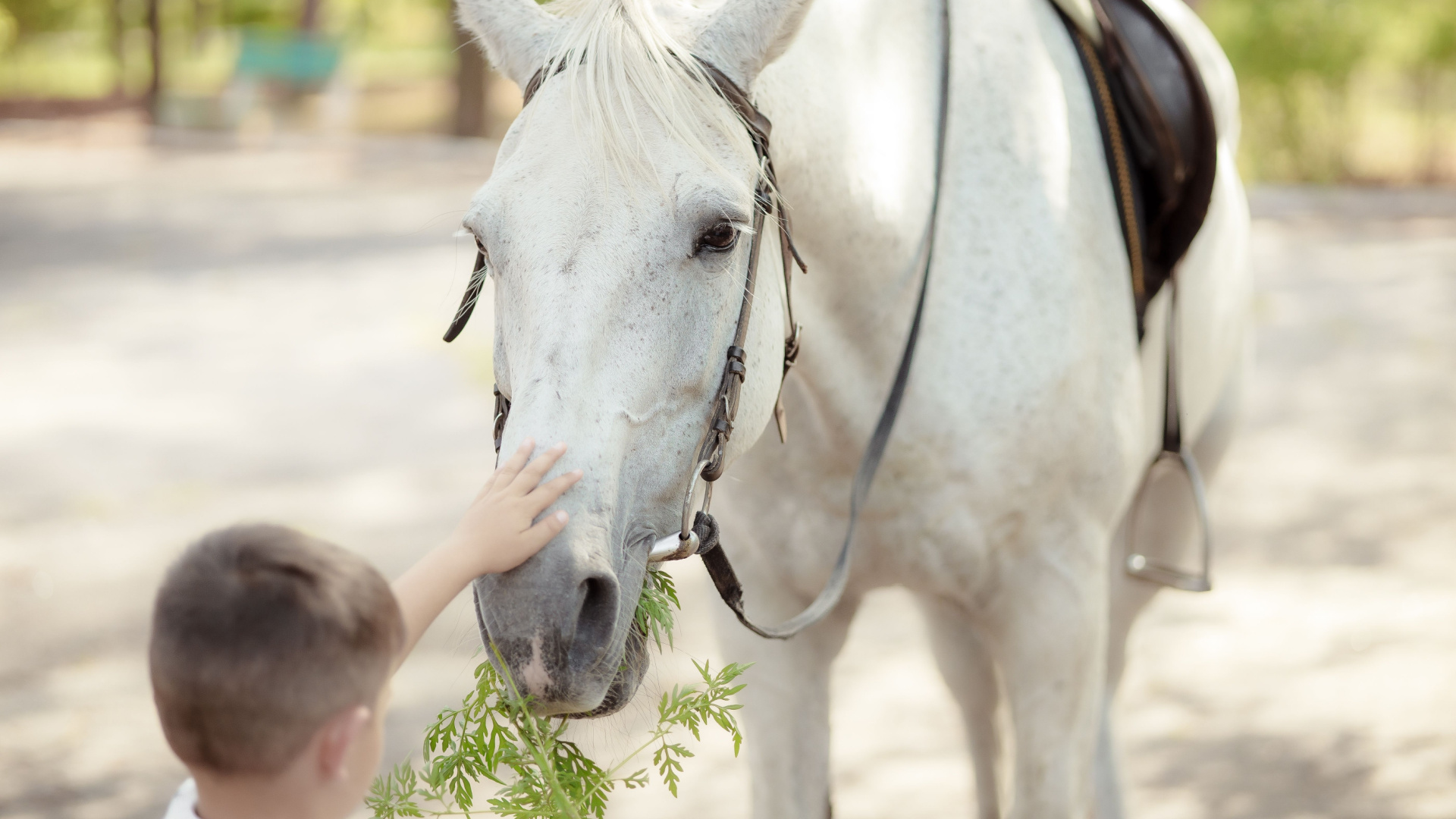 Scents That Horses Find Calming