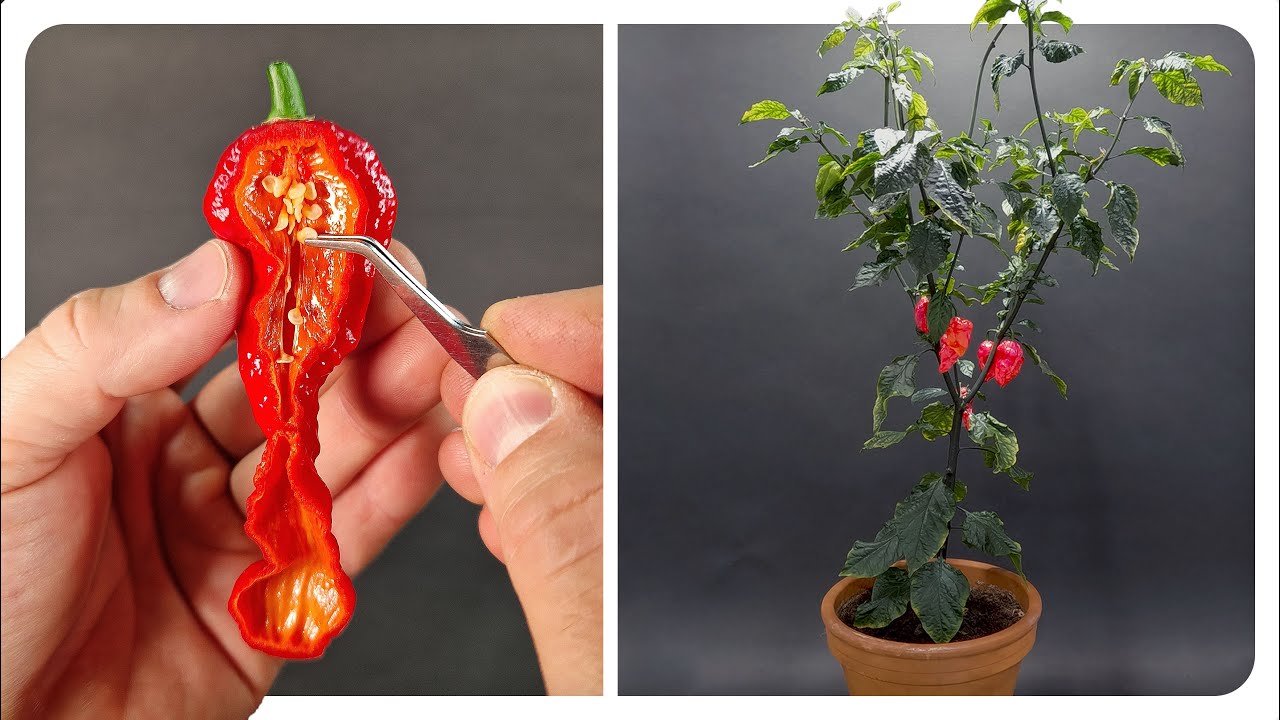From Seed to Ghost Pepper in 185 Days – Time-Lapse
