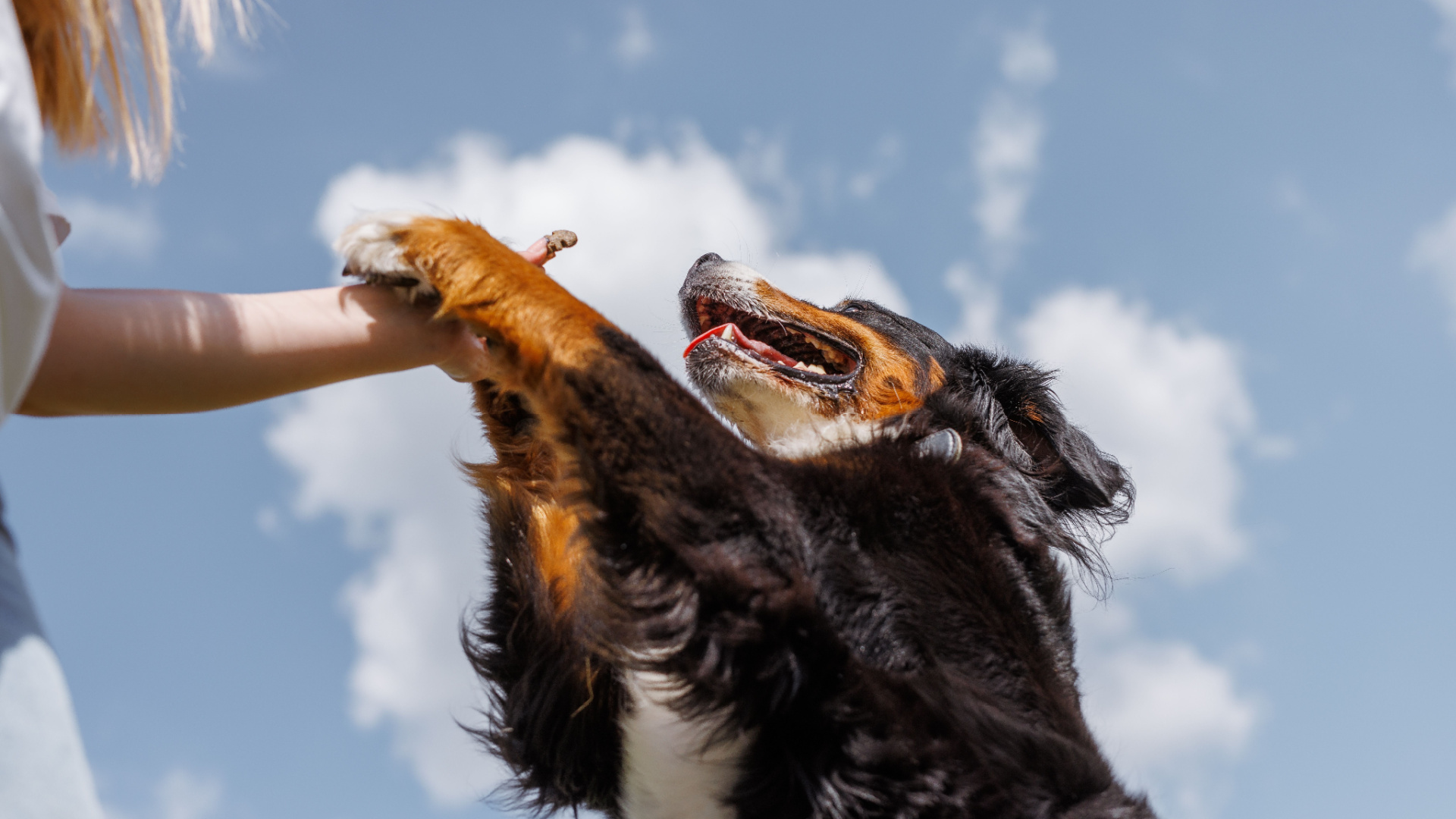 Bizarre Links Between Owners And Their Dogs