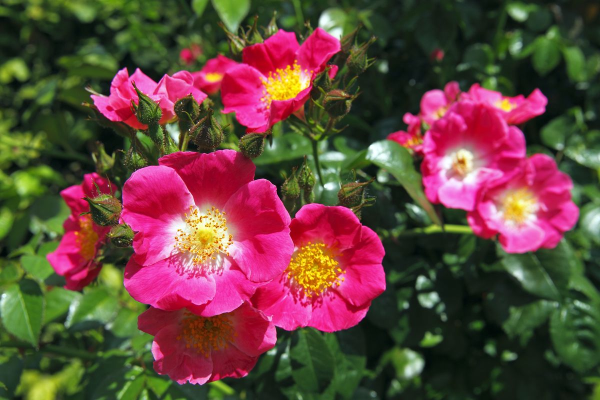 I’ve Grown Many Roses Over the Years—These Are the Best for Beginners