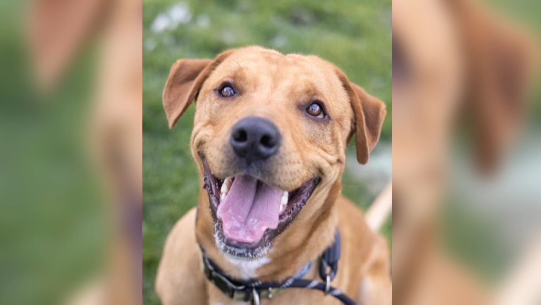Carl the dog seeks a forever home, all adoption fees waived this weekend
