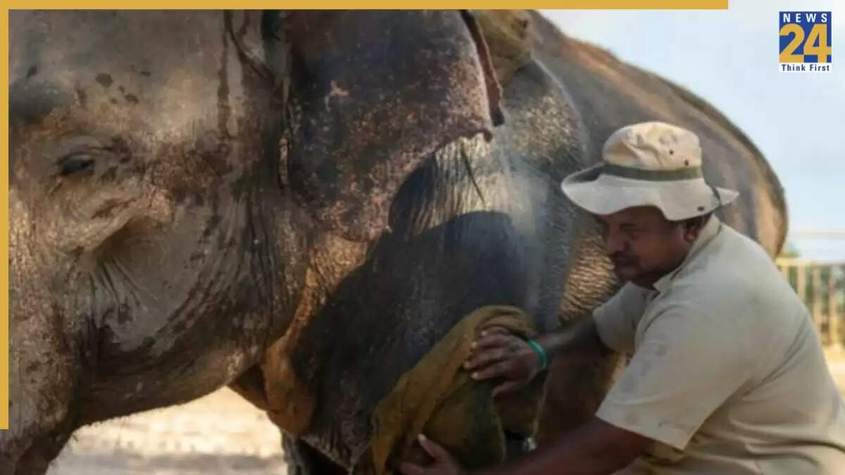 Vantara: A Model for Animal Rescue and Care