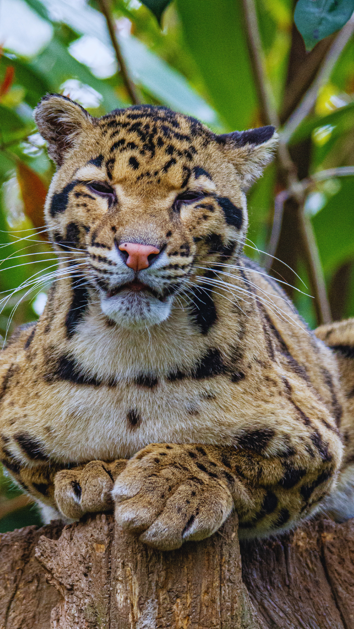 Asia’s 8 greatest safari adventures involving unique wildlife