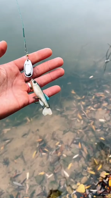 This Carp Rig Setup Went Viral Watch the Fish Hit Like Crazy
