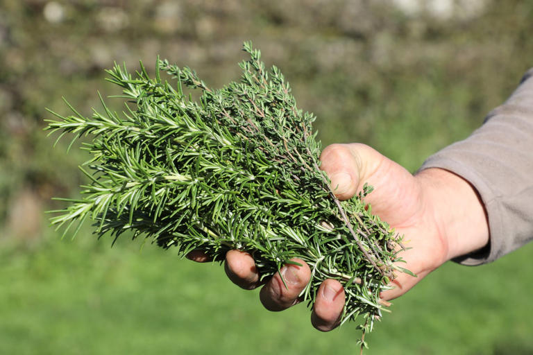 Just a sprinkle of this herb can provide major health benefits