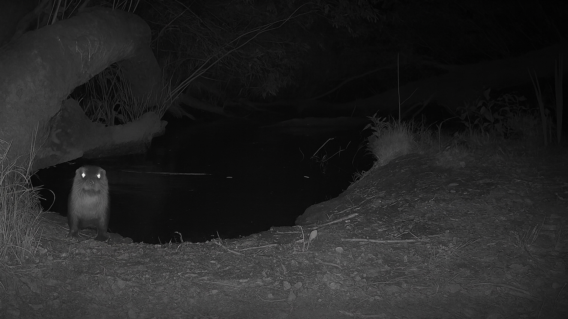 This footage was captured by a trail camera by the river