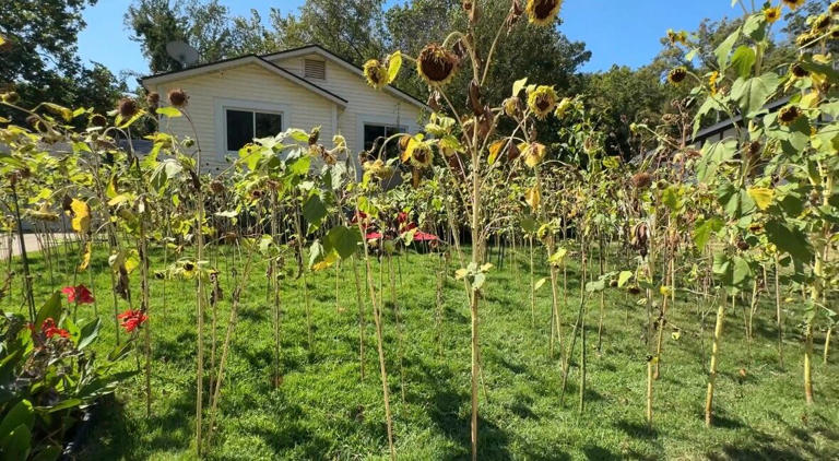 St. Peters man’s sunflower garden fight should get jury trial, Missouri ...