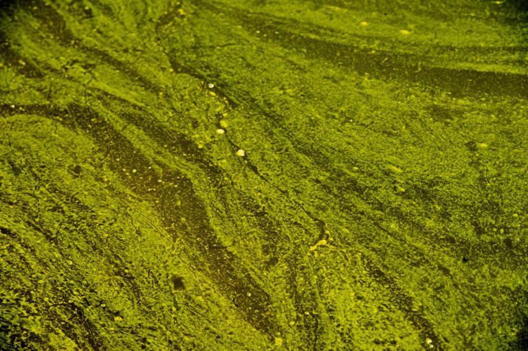 Algal bloom found at Pontoosuc Lake