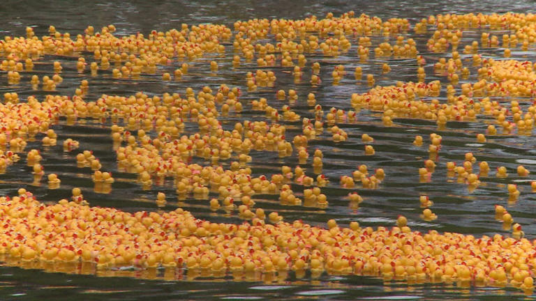 Chance to win a trip for two to Japan: 36th Great Hawaii Rubber Duckie Race