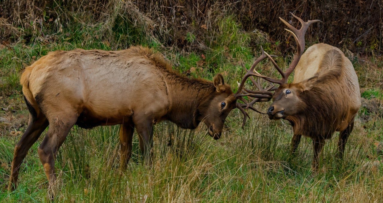 Elk breeding season begins in Great Smoky Mountains National Park. What ...
