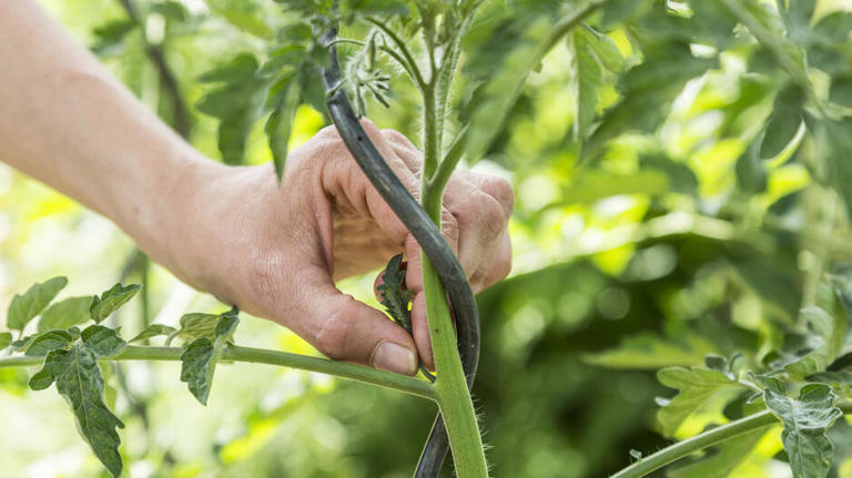 Tomaten ausgeizen – sinnlos oder notwendig?