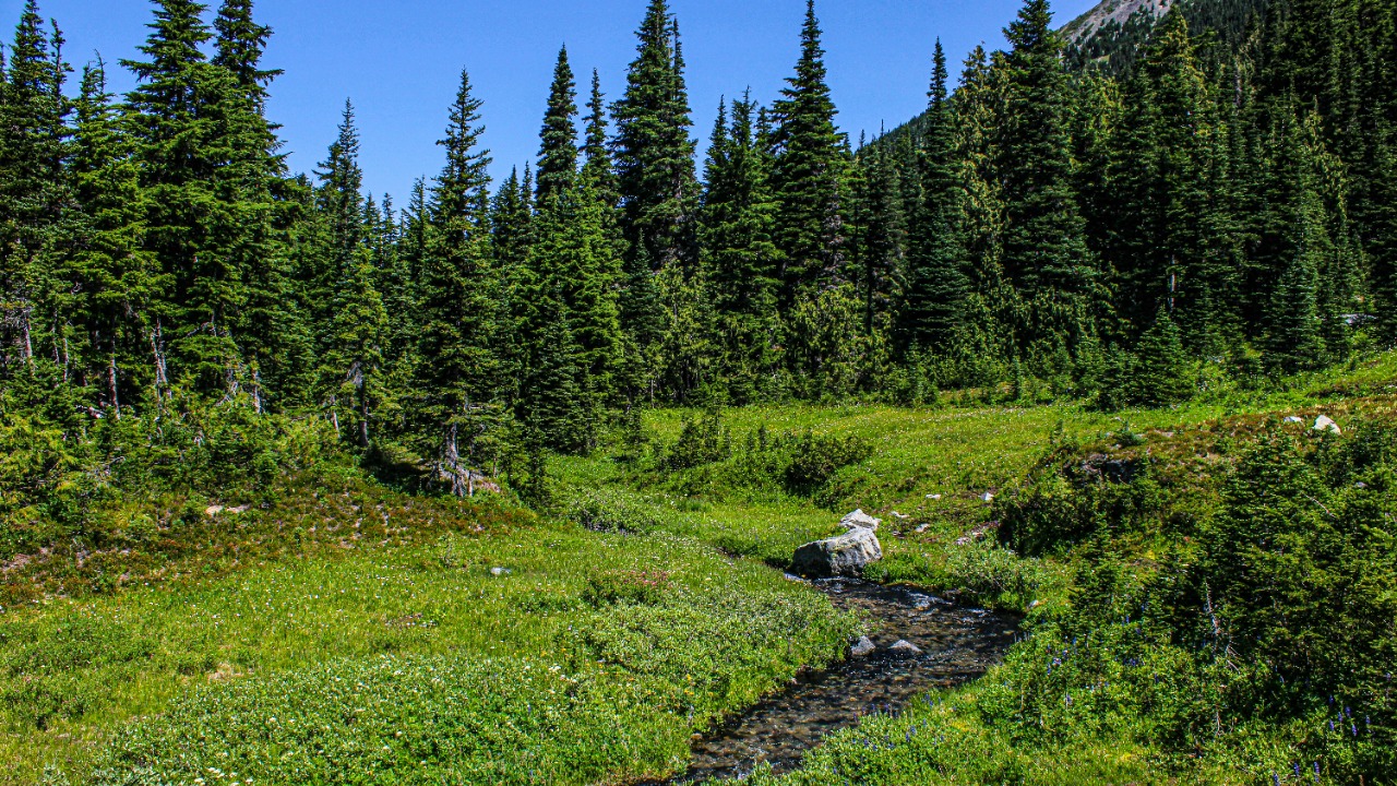 New trail alert: Washington opens up access to a once-restricted ...
