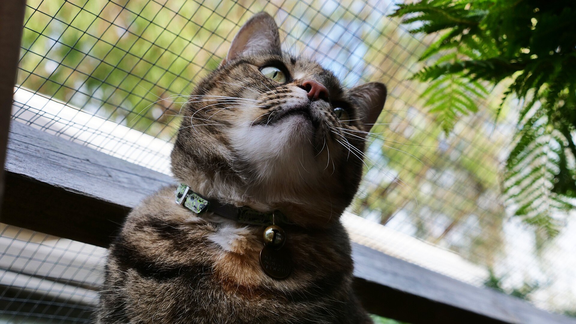 Perth council City of Bayswater loses legal bid to stop pet cats roaming