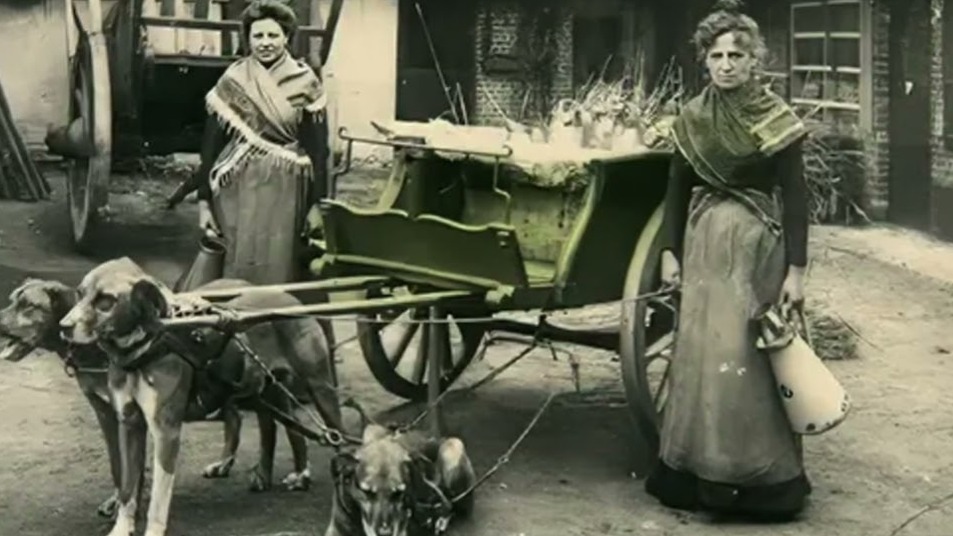 When Dogs Delivered Milk – The Forgotten Transport of the Early 1900s ...