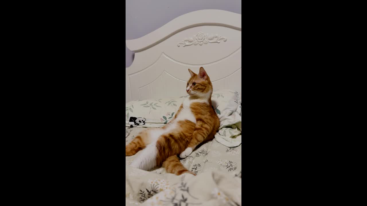 Cat sits like a human while staring at owner with disdain