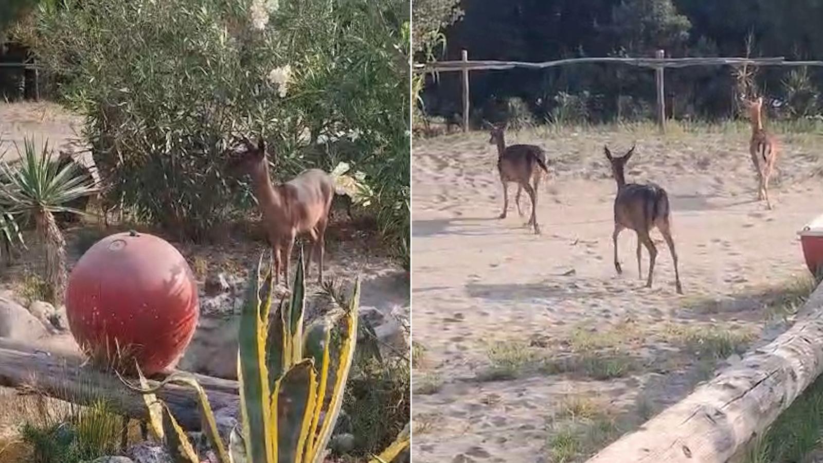 Daini tra i giochi dei bambini in spiaggia al lido di Volano, il video