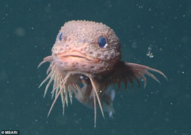 Meet the 'world's cutest sea monster': Scientists discover an adorable ...