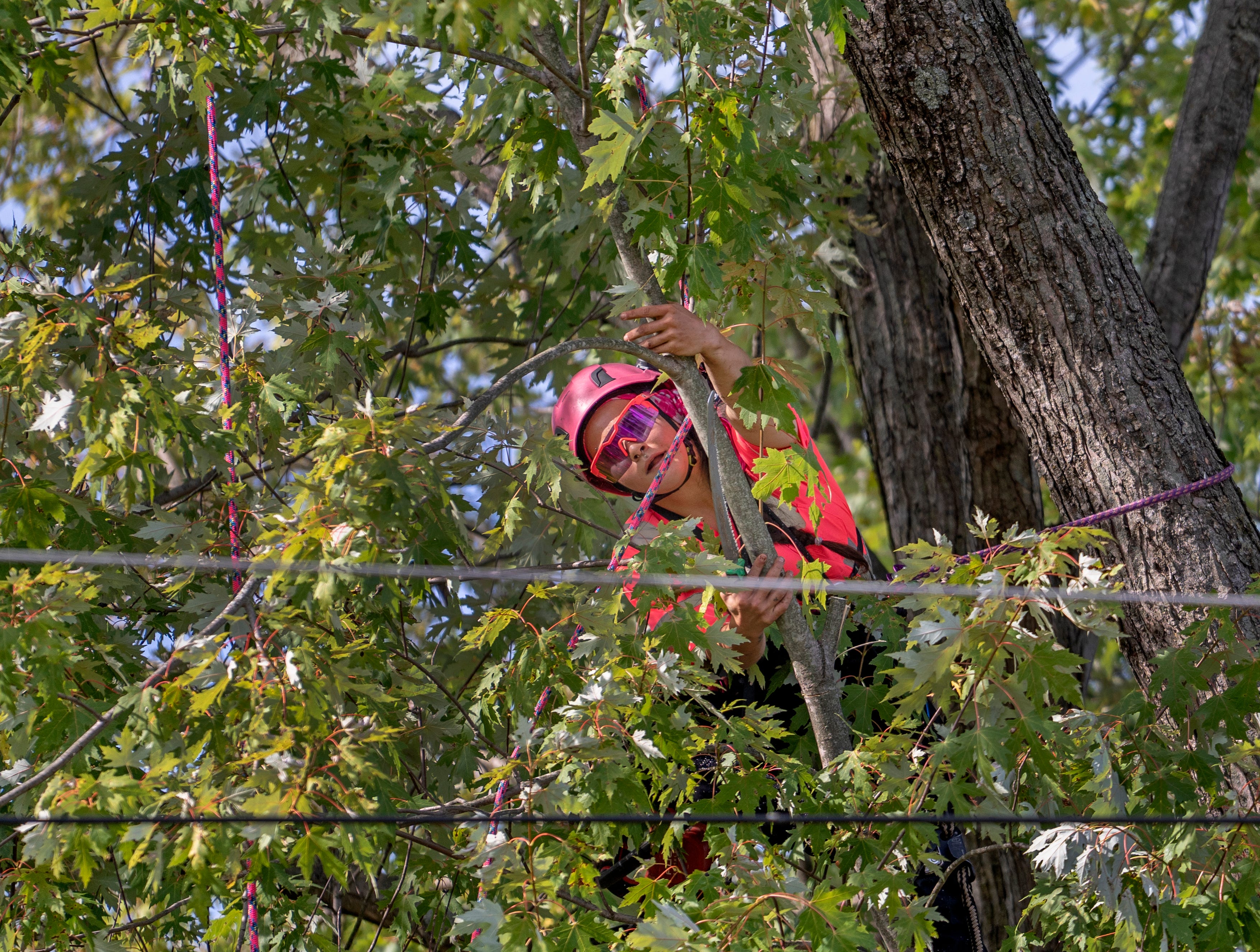Desired AES rate hike partly stems from rising tree trimming costs