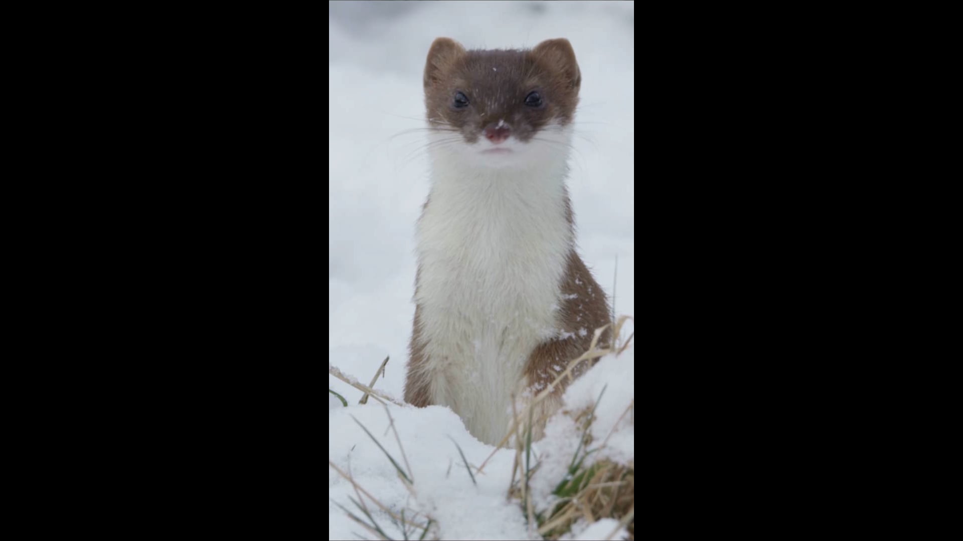 A Weasel's Life: See Their World Through Their Eyes.