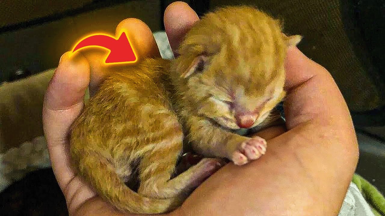 He Thought He Adopted Kittens, But When They Grew Up He Realized They ...