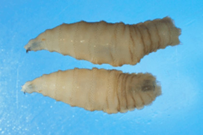 California issues advisory on a parasitic fly whose maggots can infest ...