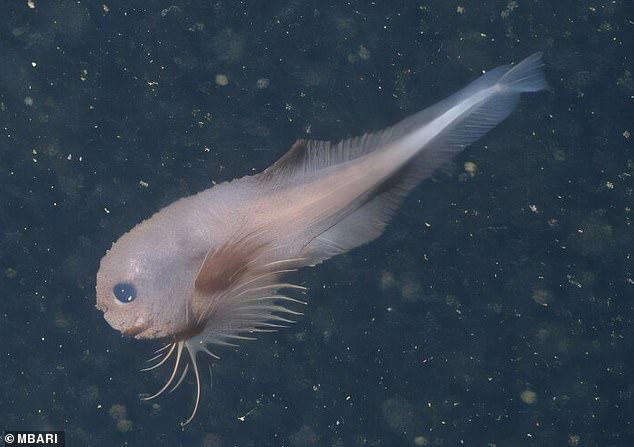 Meet the 'world's cutest sea monster': Scientists discover an adorable ...